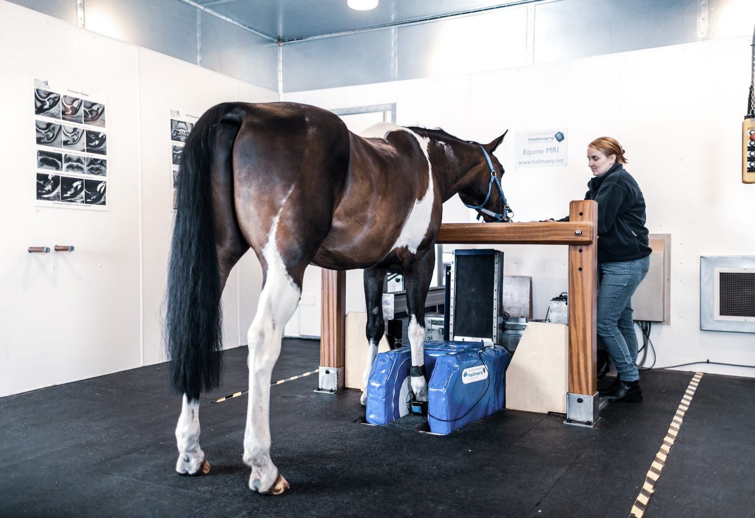 Veterinary Imaging Equipment | Hallmarq Veterinary Imaging