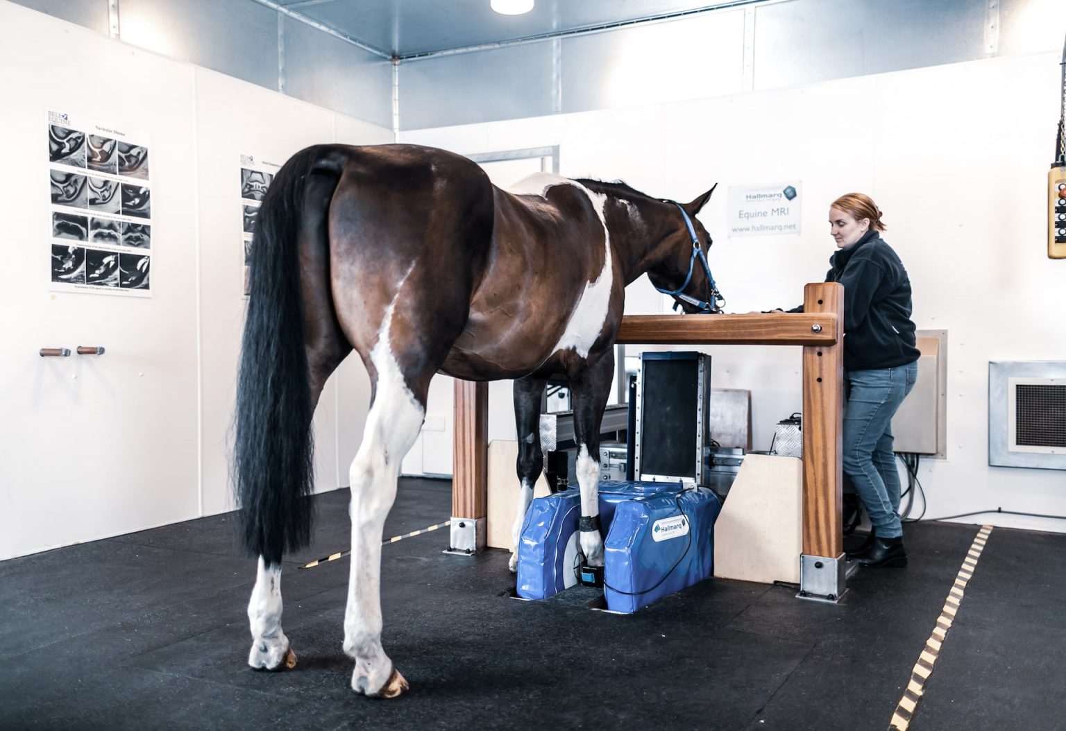 Back to Basics: MRI Protocol Revisited - Hallmarq Veterinary Imaging
