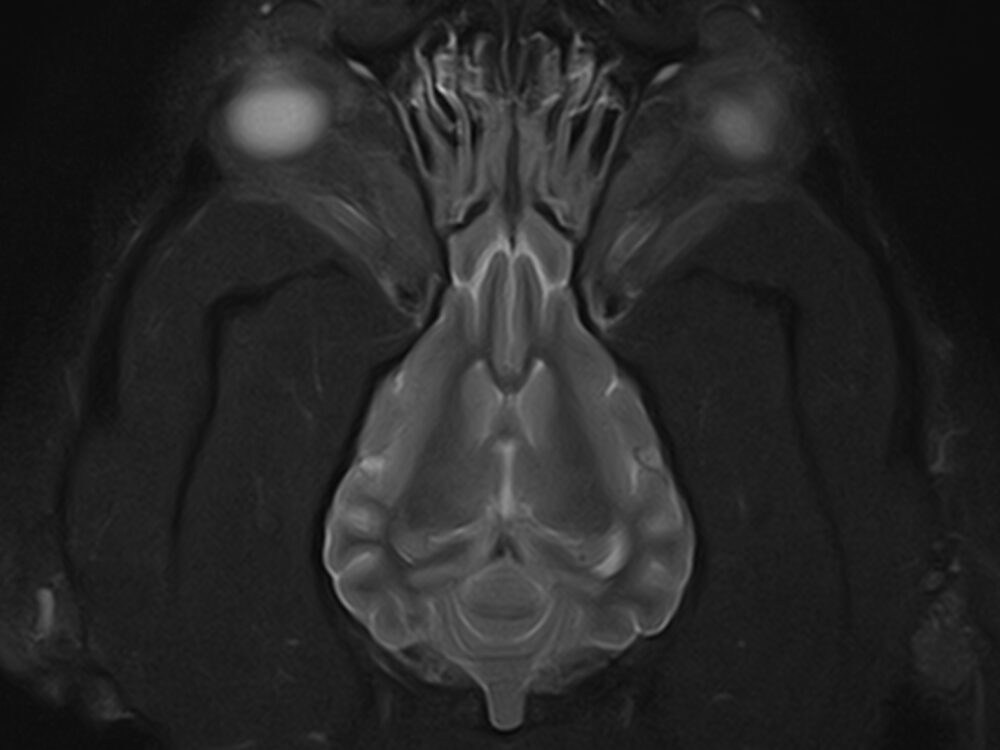 Small Animal MRI Machines | Hallmarq Veterinary Imaging