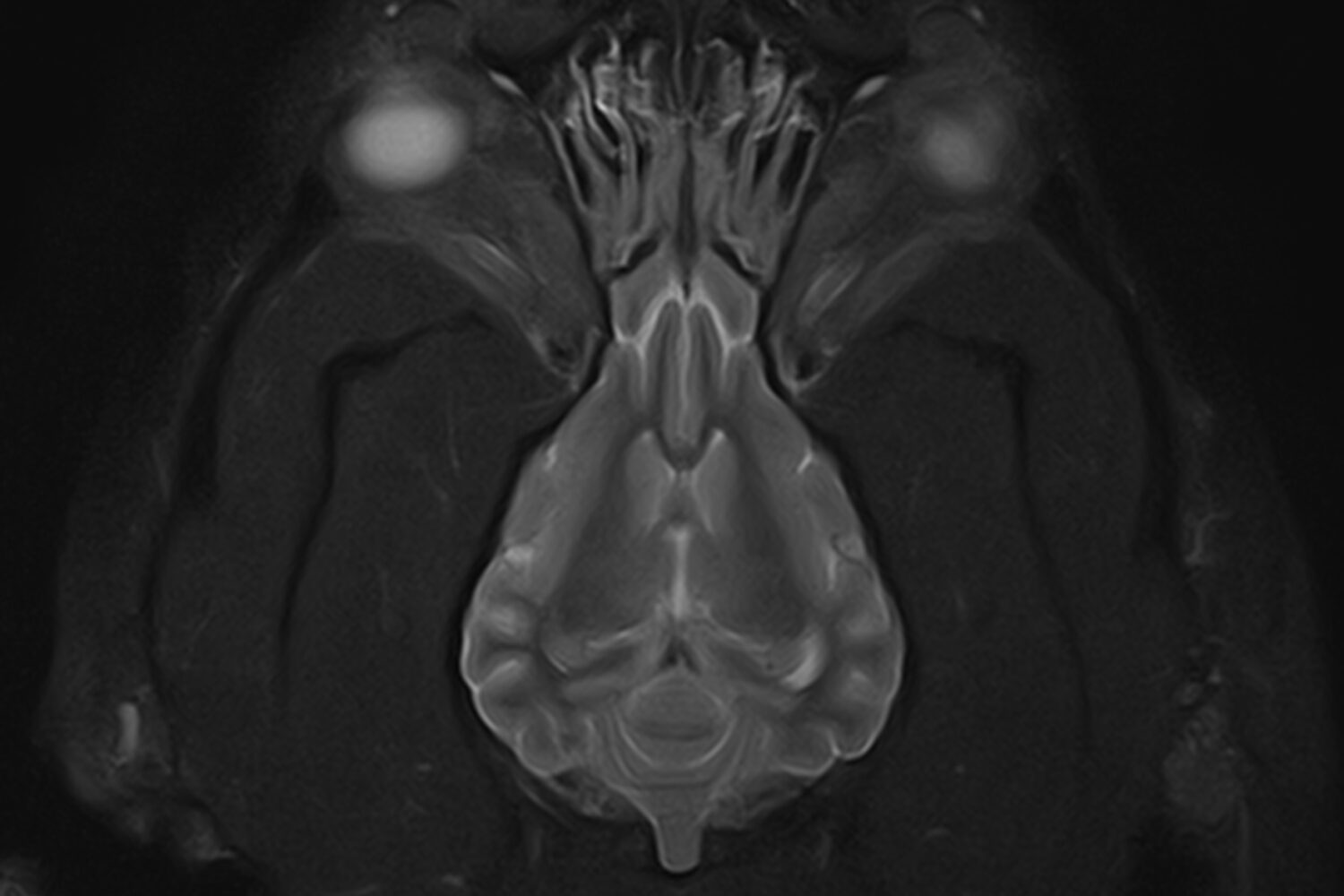 Small Animal MRI Machines | Hallmarq Veterinary Imaging