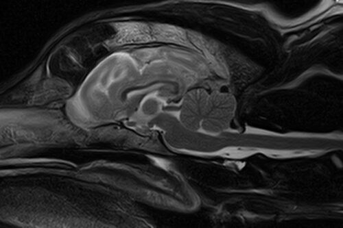 Small Animal MRI Machines | Hallmarq Veterinary Imaging