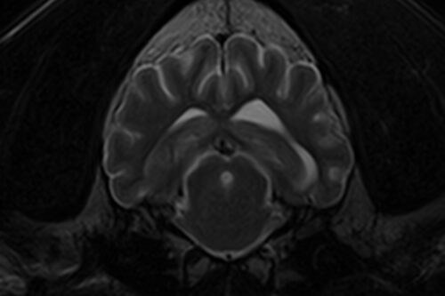 Small Animal MRI Machines | Hallmarq Veterinary Imaging