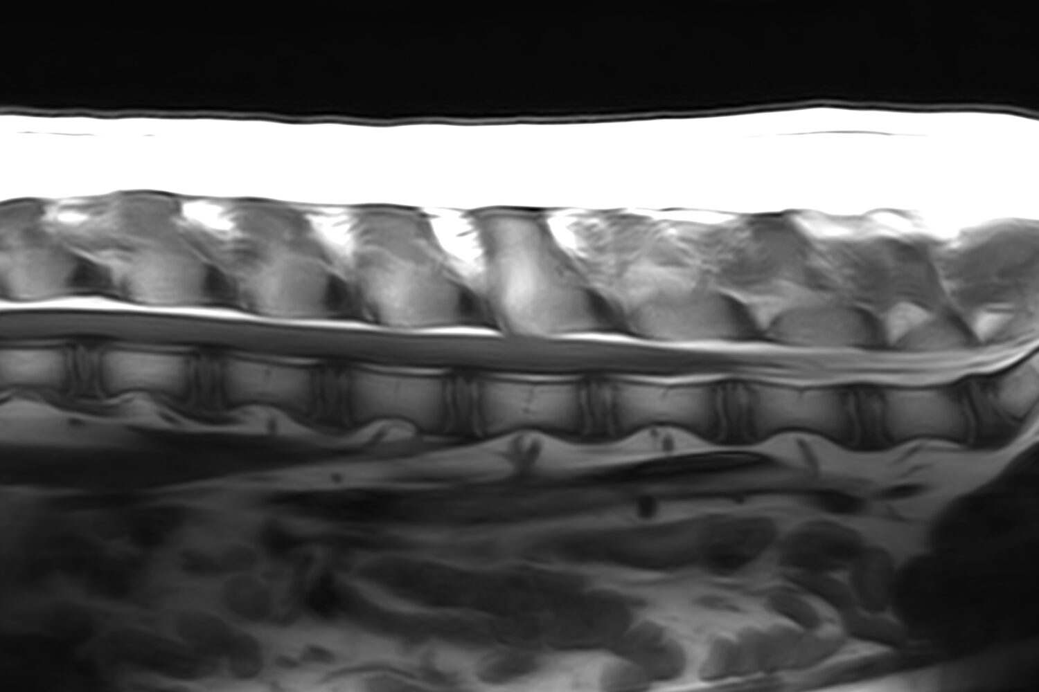 Small Animal MRI Machines | Hallmarq Veterinary Imaging