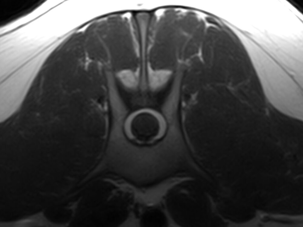 Small Animal MRI Machines | Hallmarq Veterinary Imaging