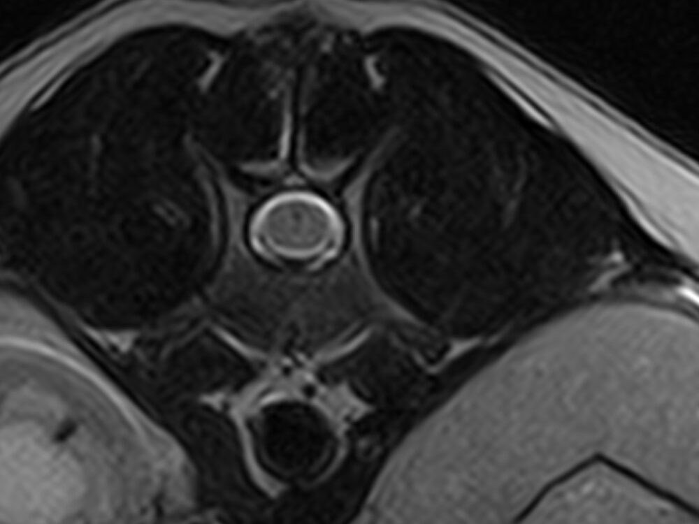 Small Animal MRI Machines | Hallmarq Veterinary Imaging