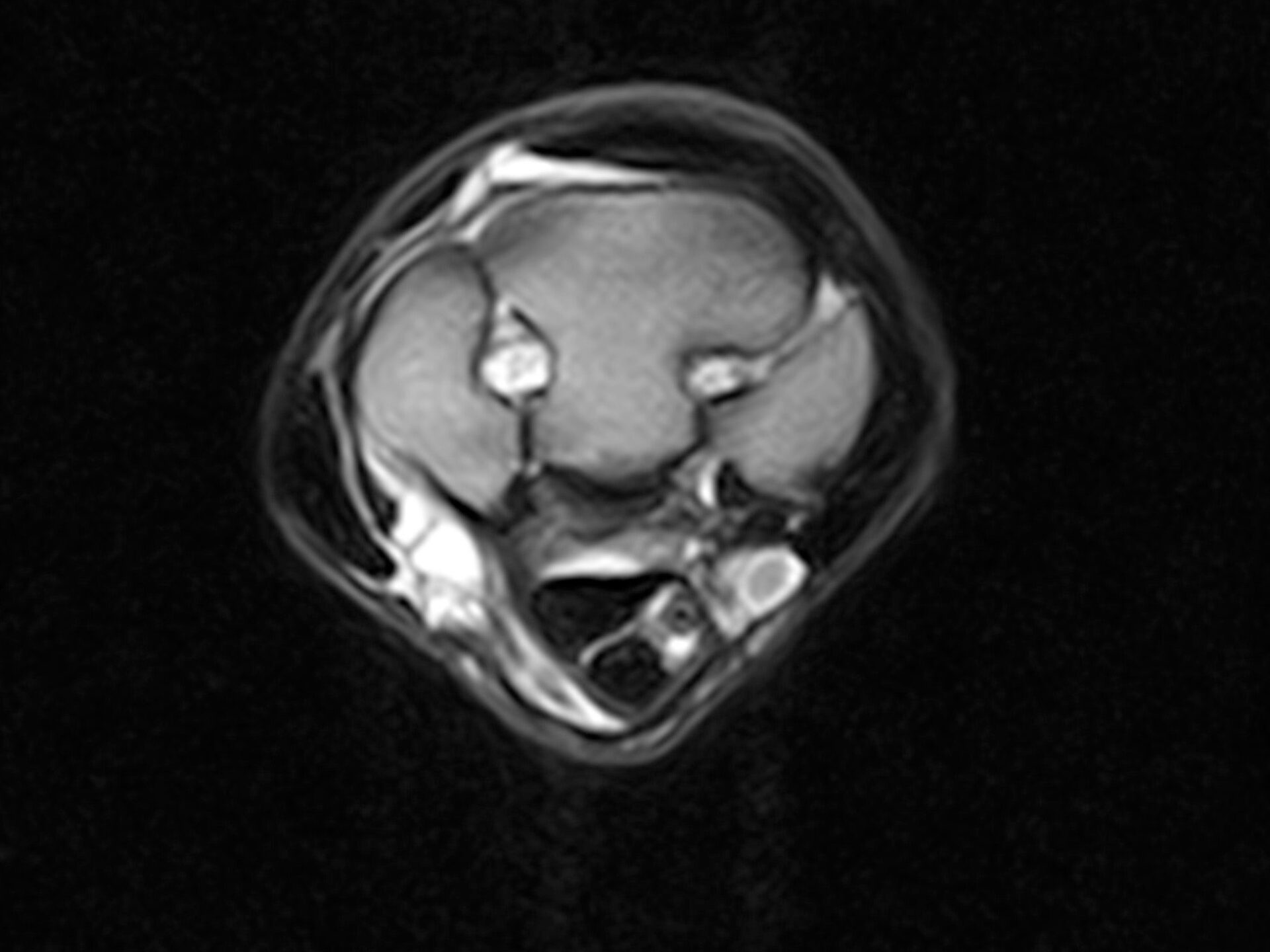 Standing Equine MRI for Horses | Hallmarq Veterinary Imaging