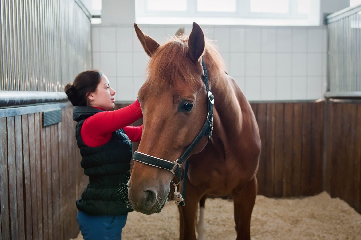 Small animal MRI – complete guide - Hallmarq Veterinary Imaging