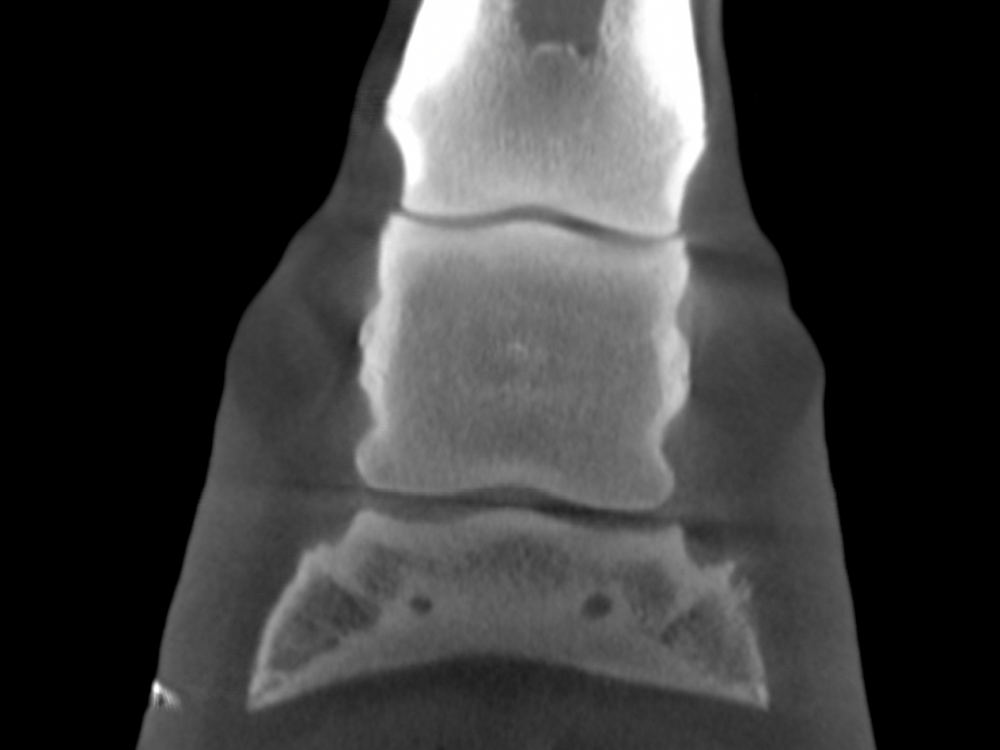 Standing CT Scanner for Horses | Hallmarq Veterinary Imaging