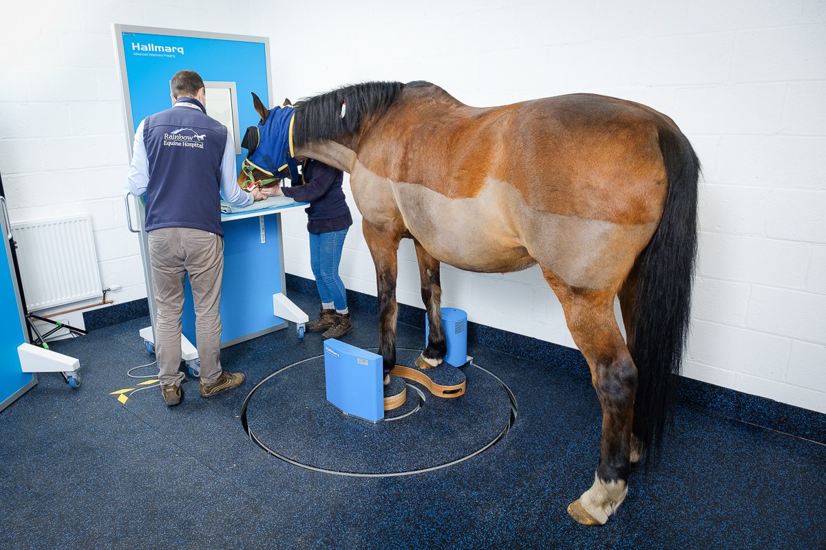 Understanding the role of CT scans in equine health - Hallmarq ...