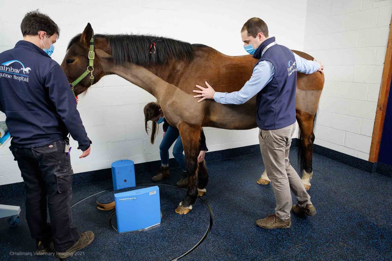 Down vs. Standing Equine MRI - Hallmarq Veterinary Imaging