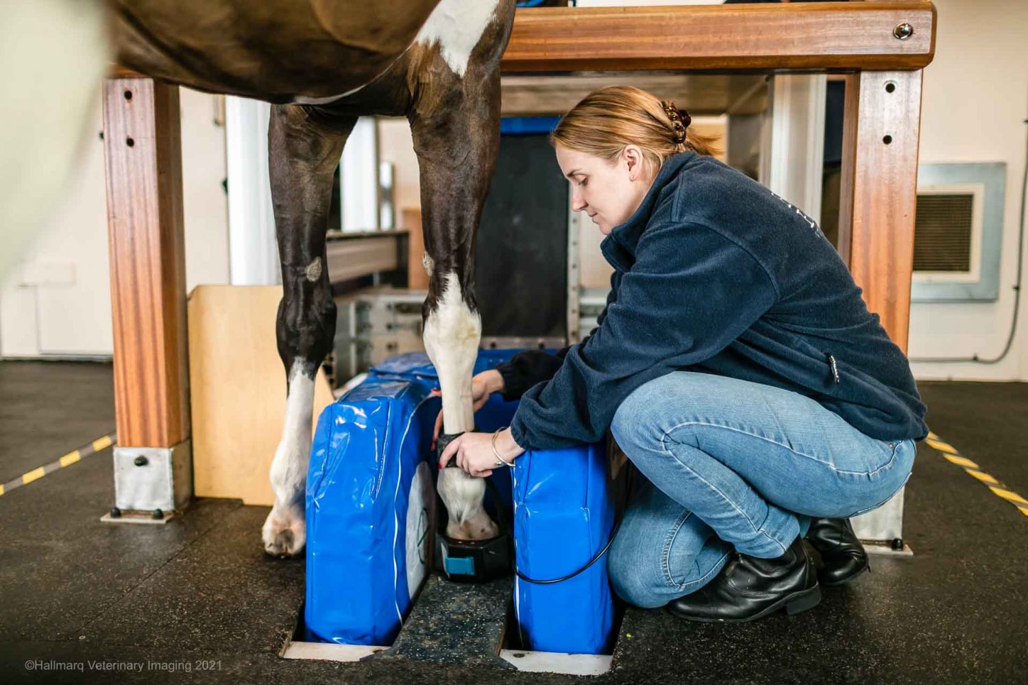 Down vs. Standing Equine MRI - Hallmarq Veterinary Imaging