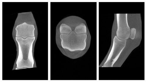 Down vs. Standing Equine MRI - Hallmarq Veterinary Imaging