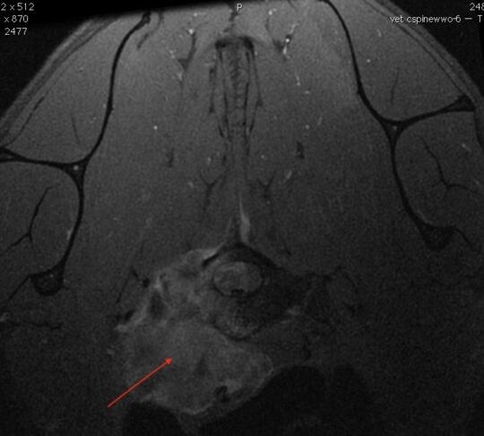 Spinal MRI for pets: why your pet might need one - Hallmarq Veterinary ...