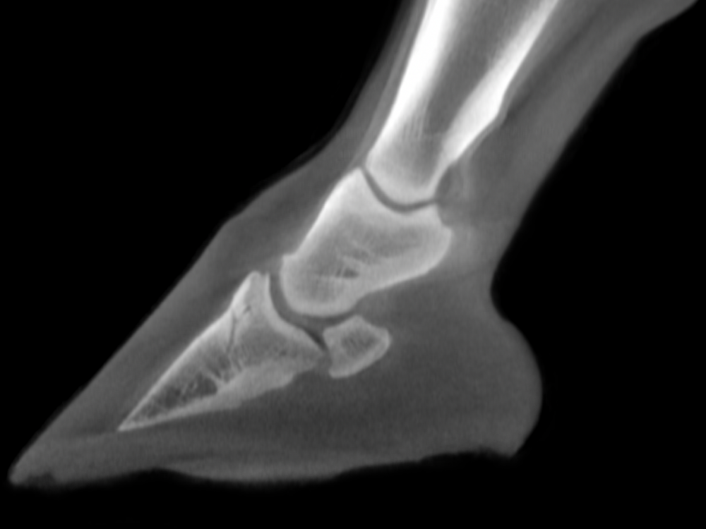 Standing CT Scanner for Horses | Hallmarq Veterinary Imaging