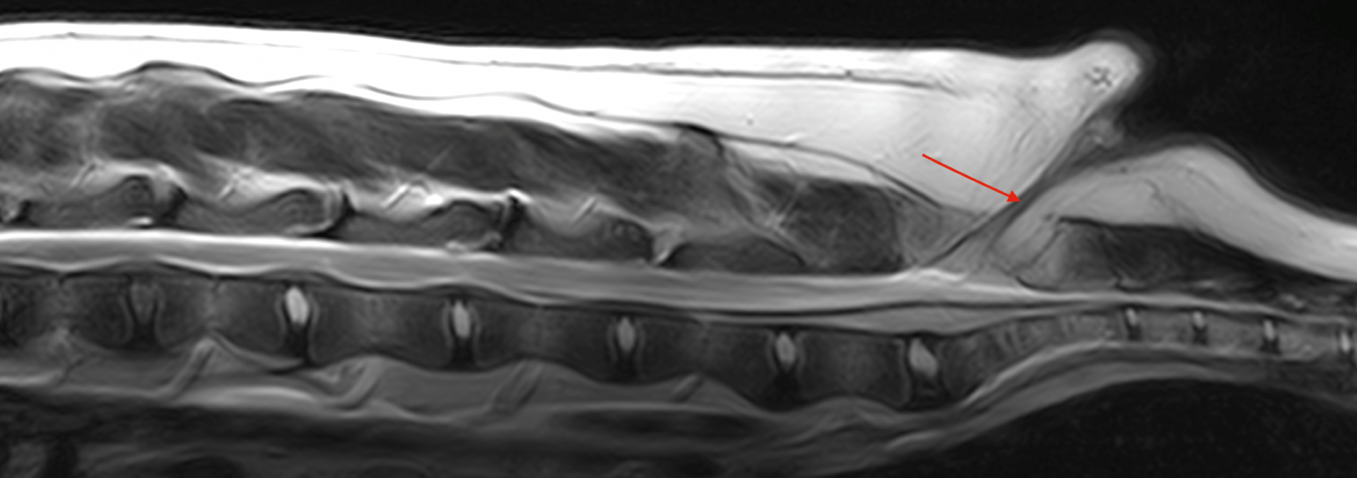 Spina bifida of the canine sacrum - Hallmarq Veterinary Imaging