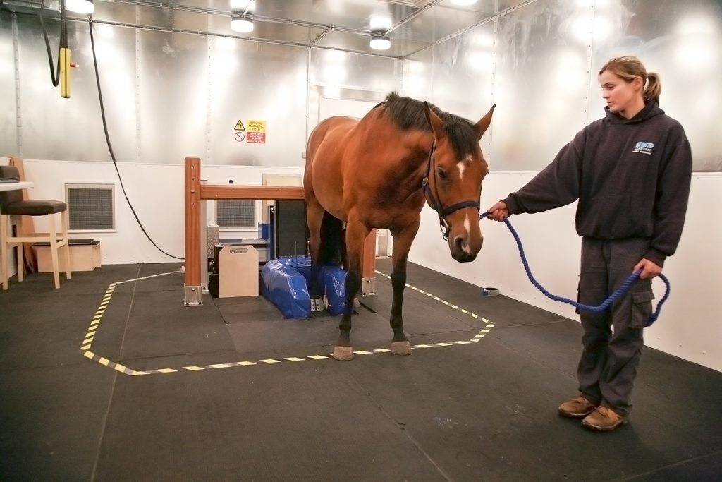Standing Equine MRI for Horses | Hallmarq Veterinary Imaging