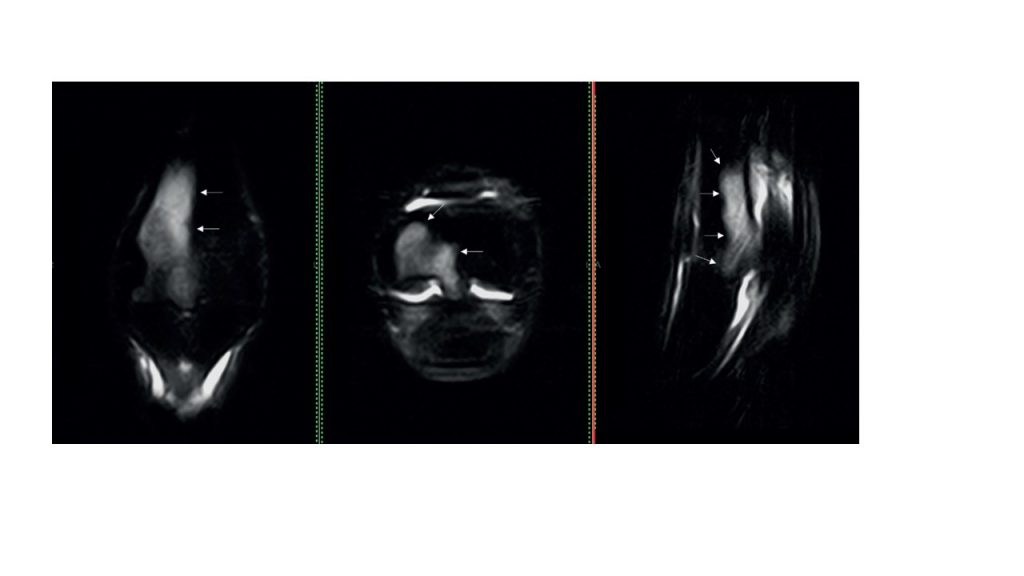 Equine MRI Archives - Hallmarq Veterinary Imaging