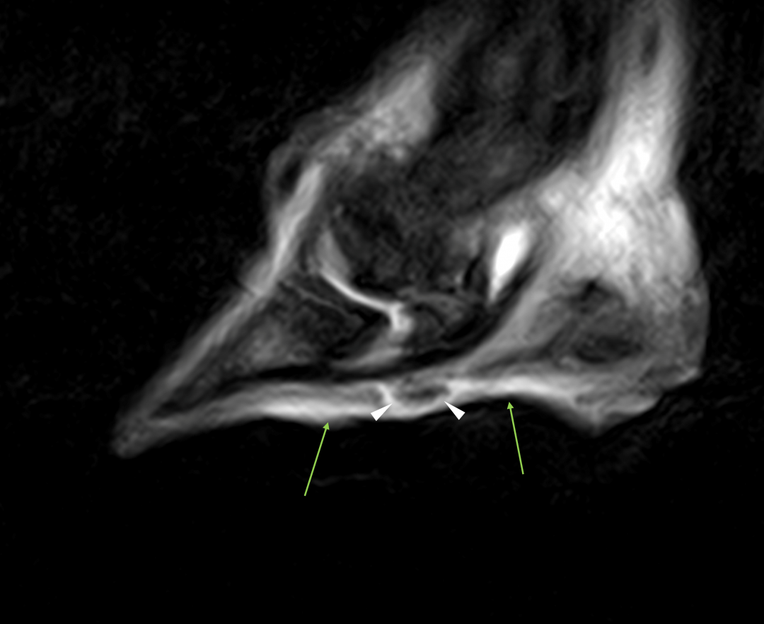 9-year-old broodmare with persistently draining solar abscess from ...
