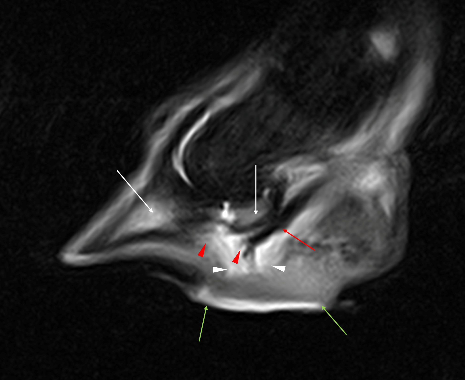 9-year-old broodmare with persistently draining solar abscess from ...