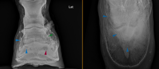 A left hind limb lameness resulting from a thrombosed digital artery ...