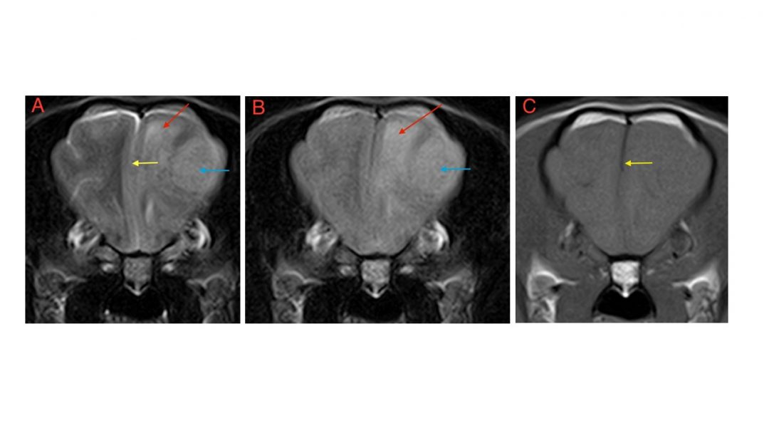 Small Animal MRI Archives - Hallmarq Veterinary Imaging