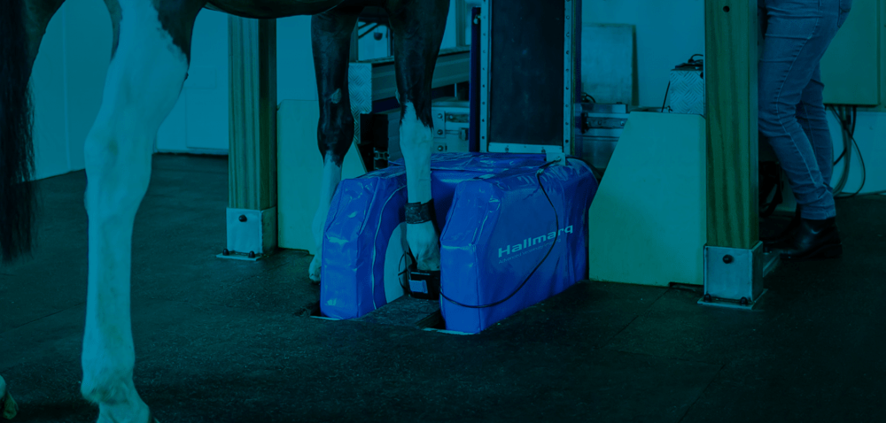 Equine MRI Archives - Hallmarq Veterinary Imaging