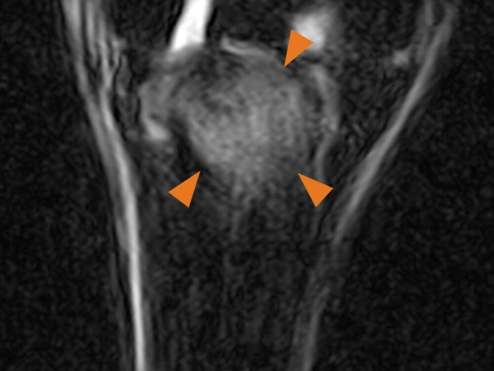 Standing CT Scanner for Horses | Hallmarq Veterinary Imaging