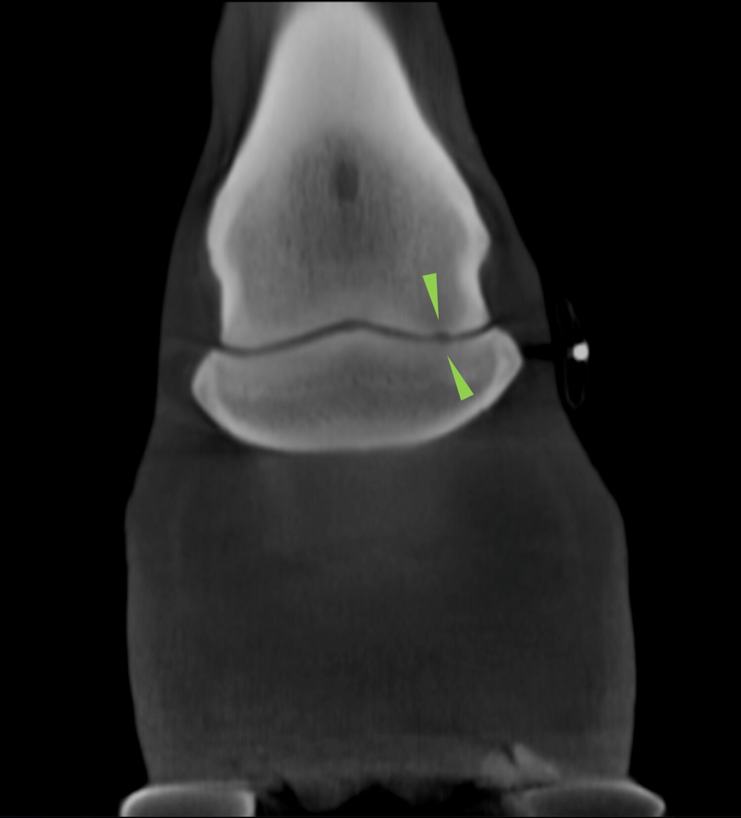 Advancing Equine Diagnostic Imaging: An Overview of the Vision CT ...