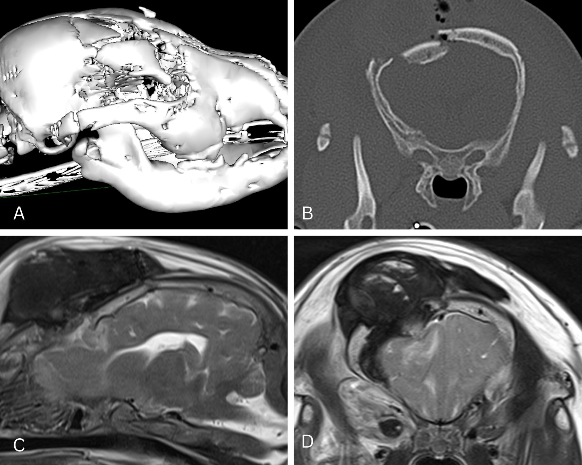 Blog - Hallmarq Veterinary Imaging