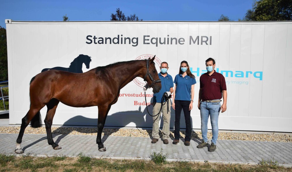 Guide to Standing Equine MRI: Everything you need to know