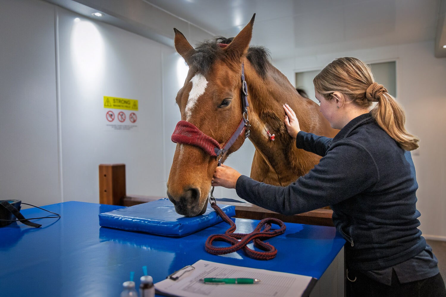 Standing Equine MRI for Horses | Hallmarq Veterinary Imaging