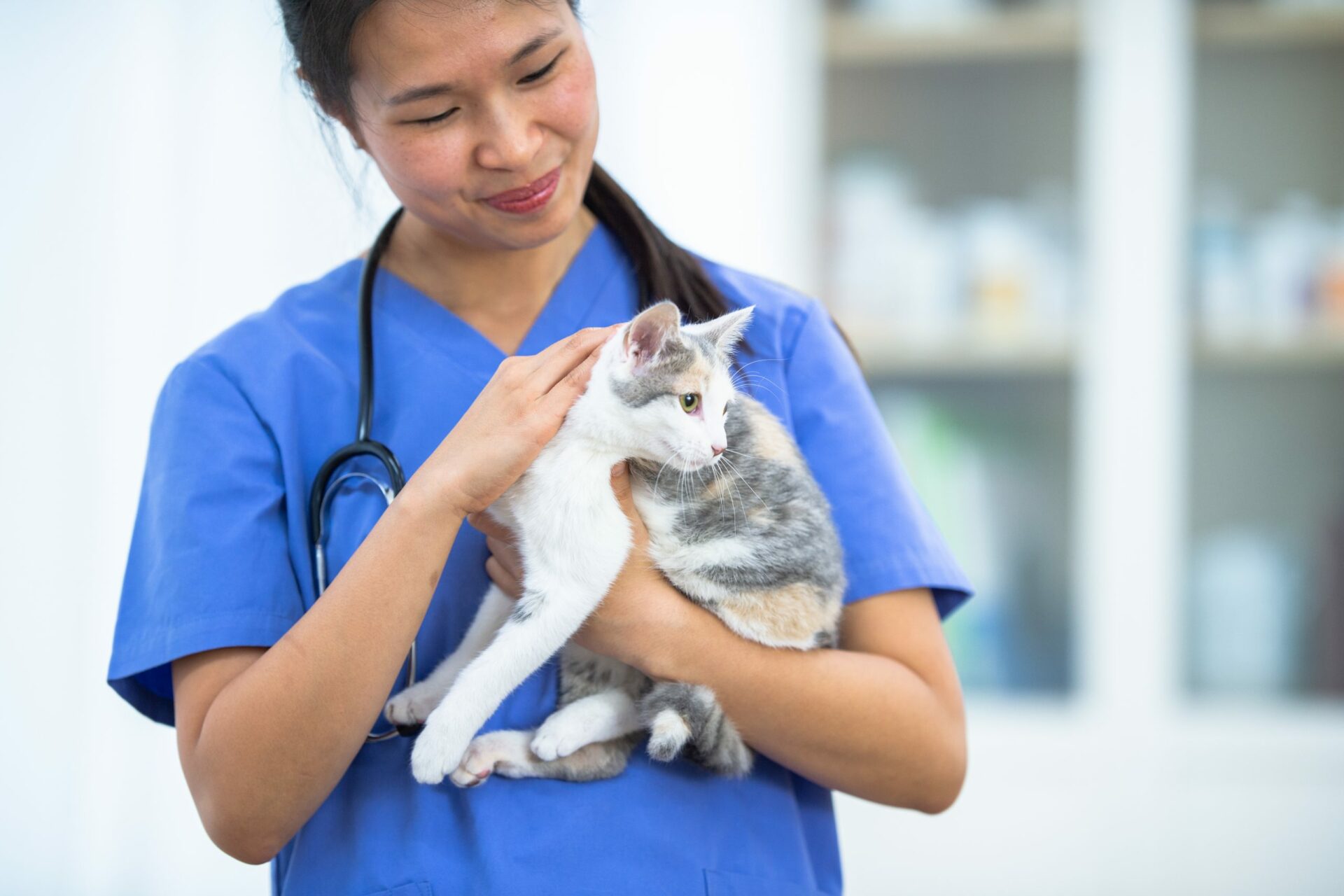 MRI positioning tips for cats & dogs - Hallmarq Veterinary Imaging