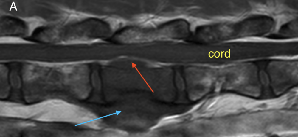 How MRI can help my pet with neck pain - Hallmarq Veterinary Imaging