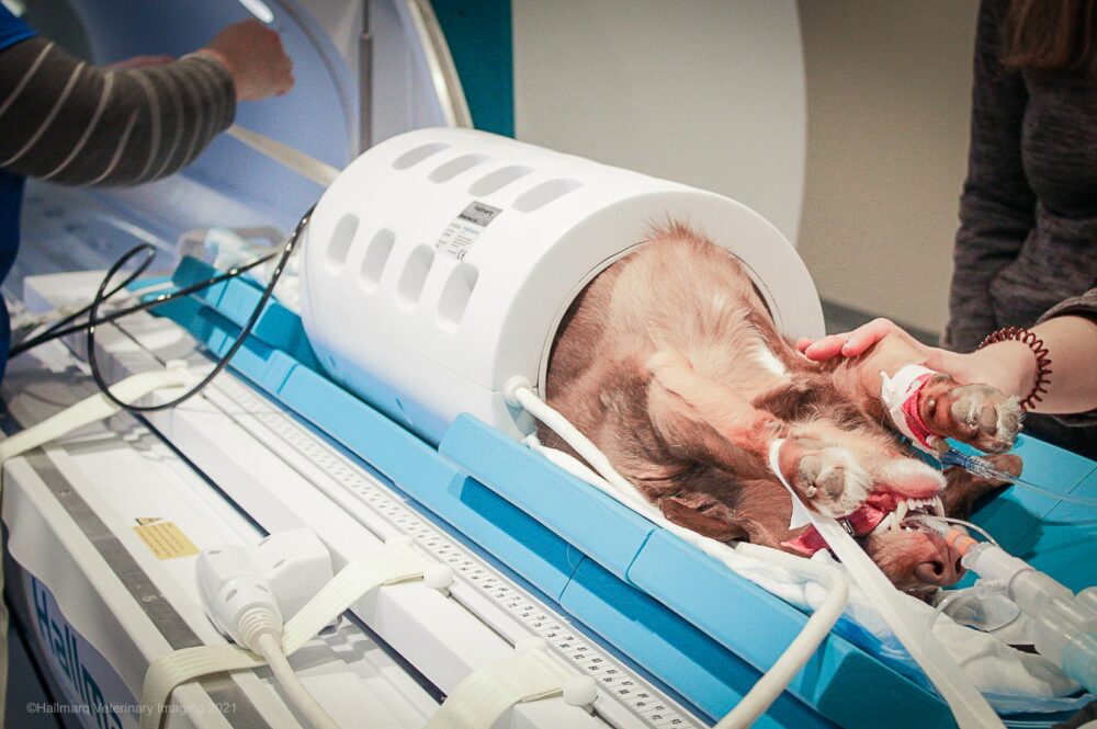 MRI positioning tips for cats & dogs - Hallmarq Veterinary Imaging