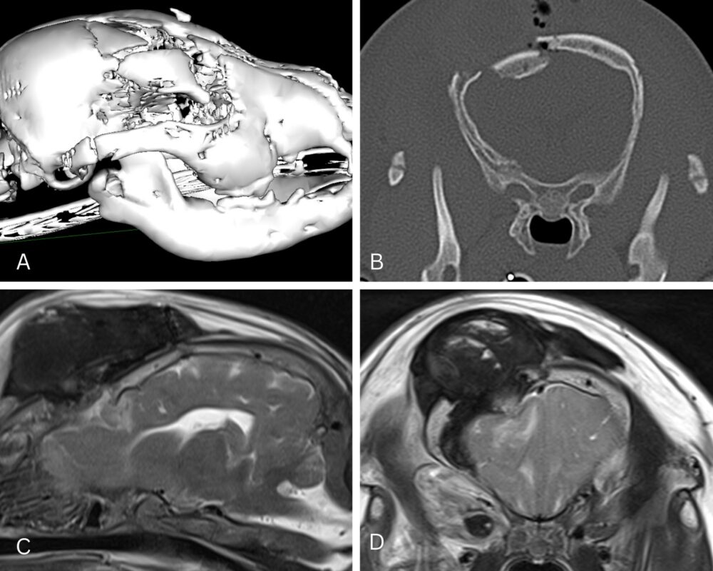 How MRI can help with blindness in dogs and cats - Hallmarq Veterinary ...
