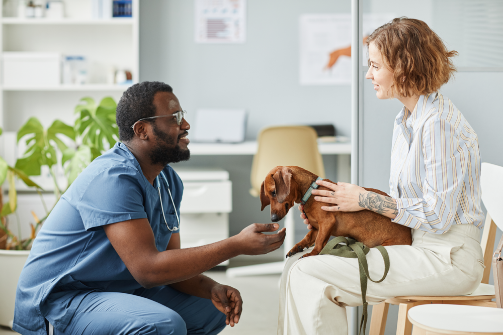 Understanding the Post-Ictal Paradox - Hallmarq Veterinary Imaging
