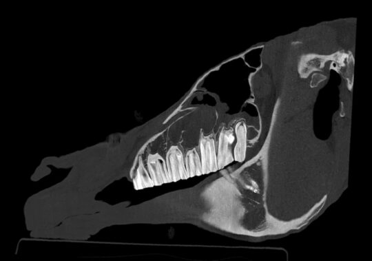 Guide to Veterinary CT: Everything You Need to Know - Hallmarq ...