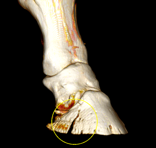Guide to veterinary CT: everything you need to know - Hallmarq ...