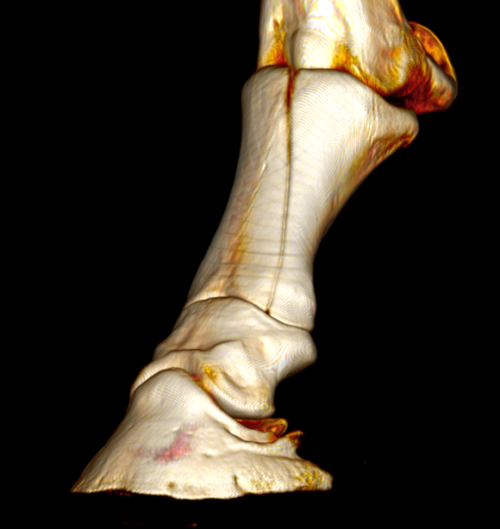 Guide to veterinary CT: everything you need to know - Hallmarq ...