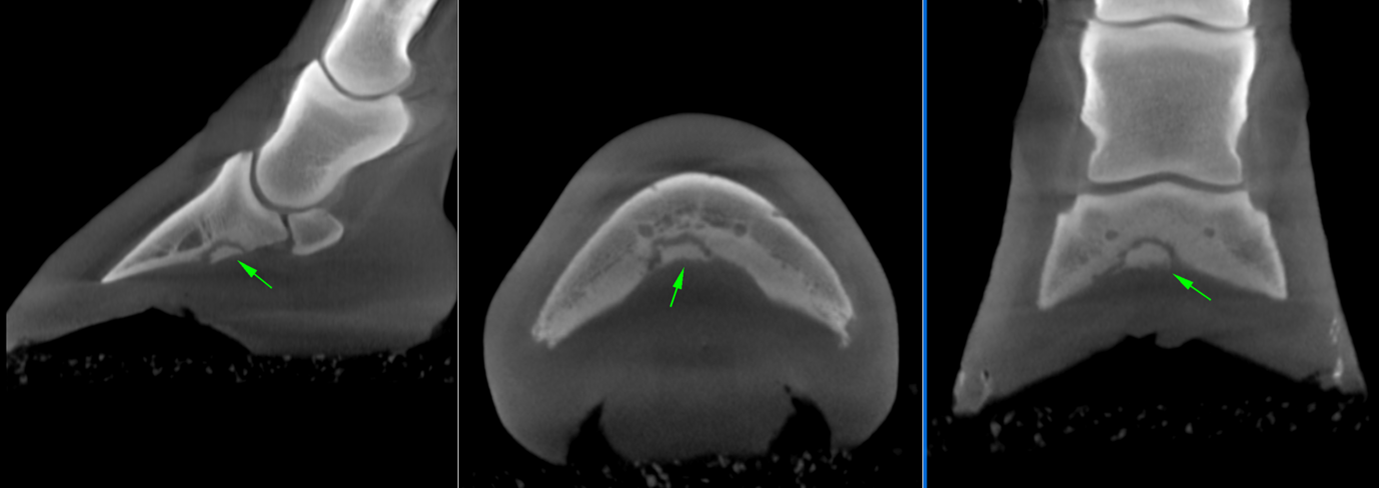 Guide to veterinary CT: everything you need to know - Hallmarq ...