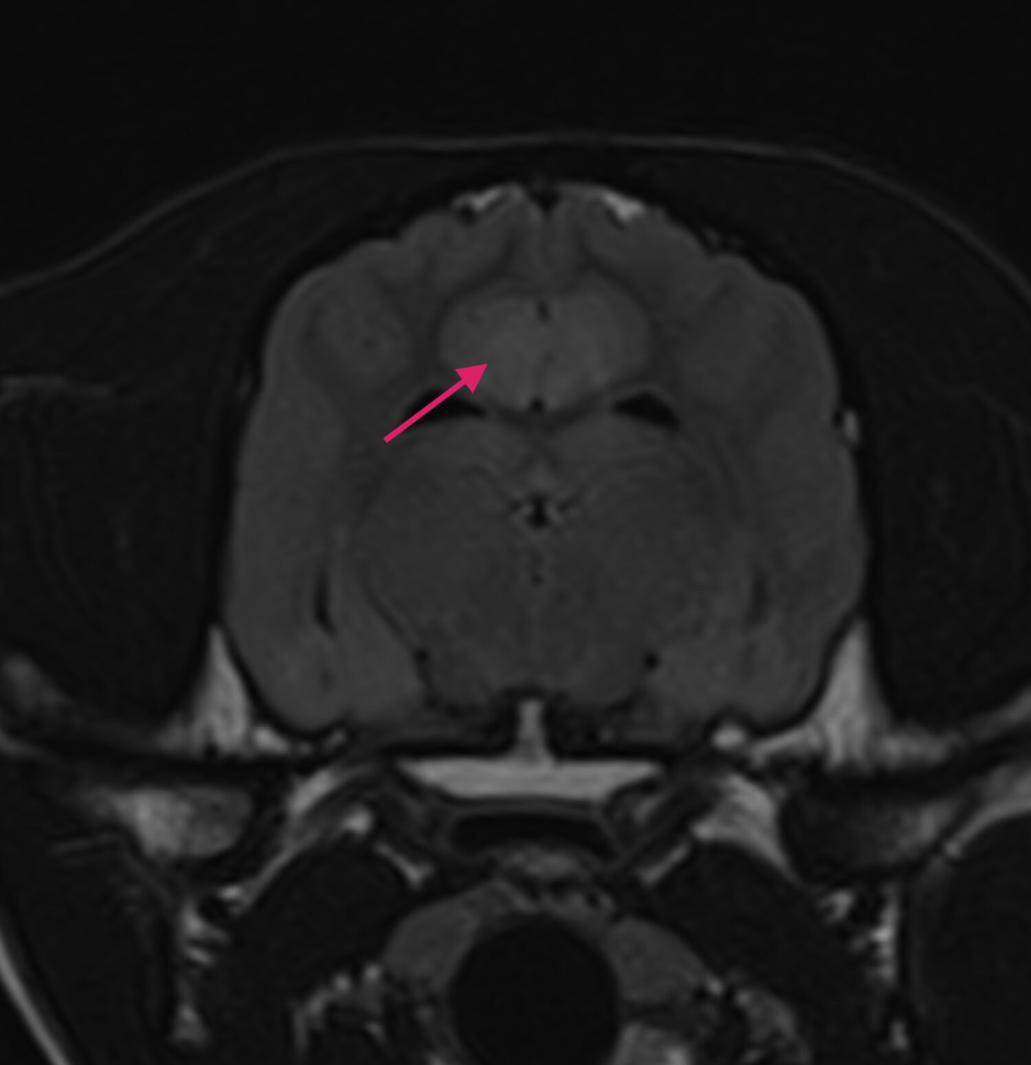 Understanding the Post-Ictal Paradox - Hallmarq Veterinary Imaging