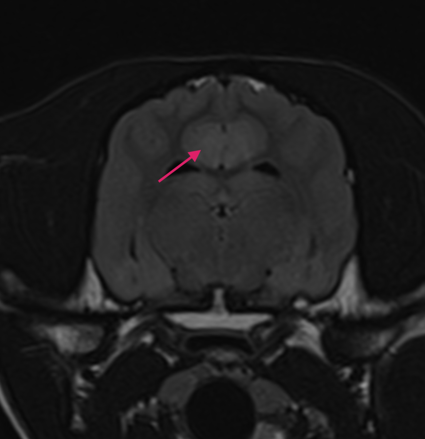 Understanding the post-ictal paradox - Hallmarq Veterinary Imaging