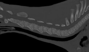 Guide to veterinary CT: everything you need to know - Hallmarq ...