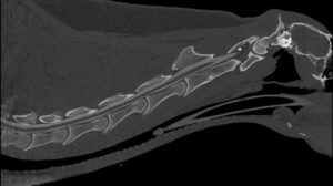 Guide to veterinary CT: everything you need to know - Hallmarq ...