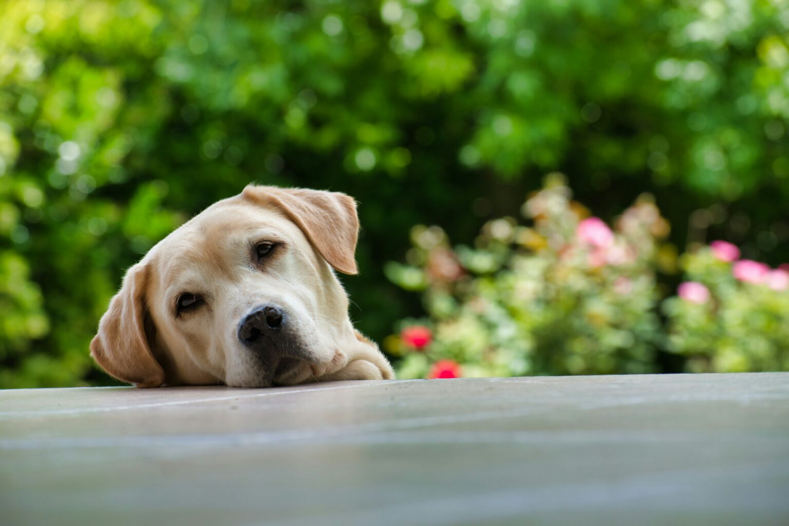 Understanding the Post-Ictal Paradox - Hallmarq Veterinary Imaging