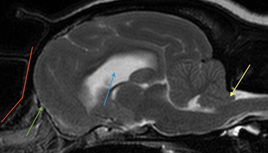 How MRI can help diagnose Chiari-like malformation in dogs - Hallmarq ...