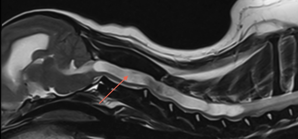 How MRI can help diagnose Chiari-like malformation in dogs - Hallmarq ...