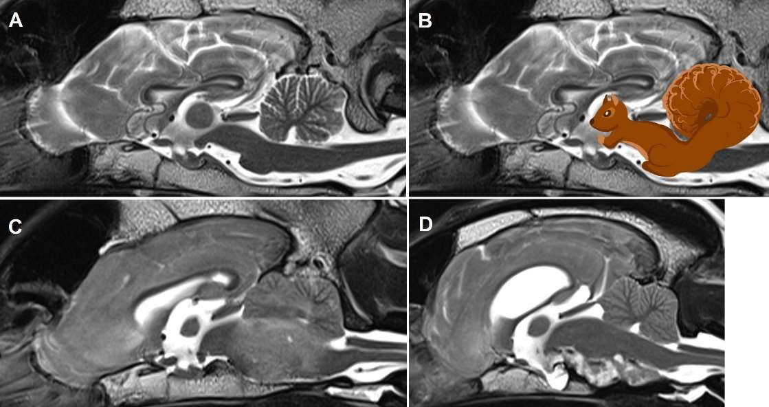 Pareidolia in MRI: finding hidden patterns in medical imaging ...