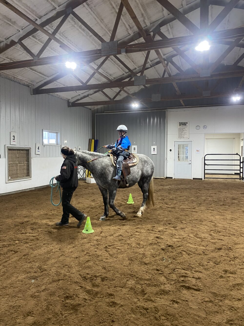 Standing MRI helps therapy horse recover - Hallmarq Veterinary Imaging