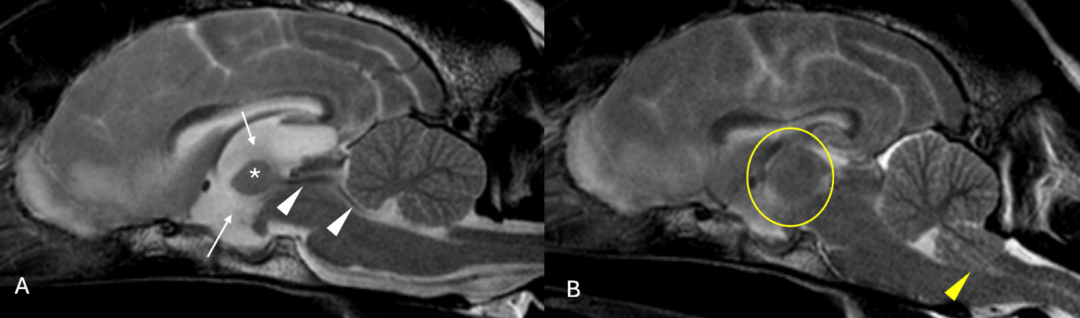 Cerebrospinal Fluid (CSF) Collection in Dogs: To Tap or Not to Tap ...